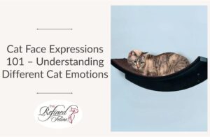 Cat Facial Expressions and Emotions Explained
