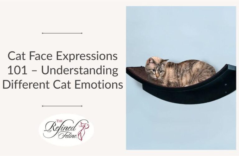 Cat Facial Expressions and Emotions Explained