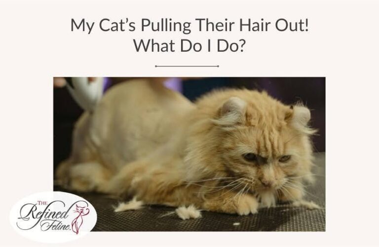 Why Is My Cat Pulling Out Her Fur