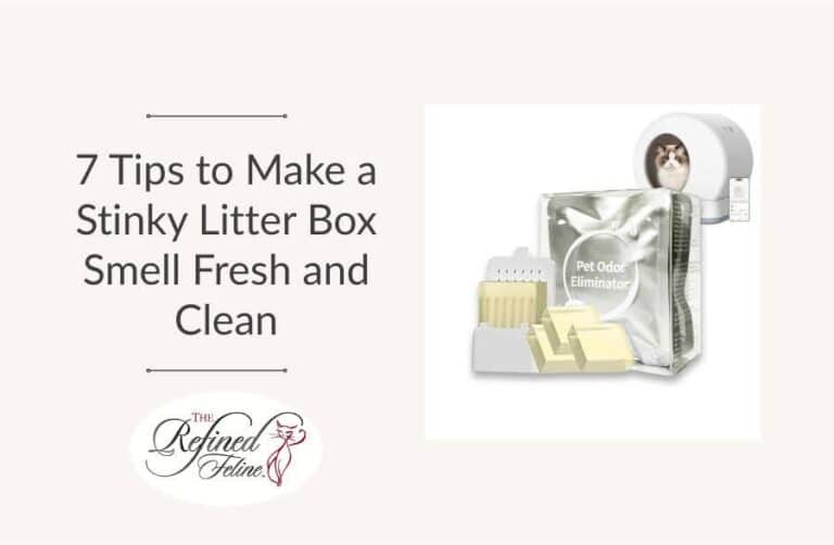 7 Ways to Keep Your Cat's Litter Box Smelling Fresh