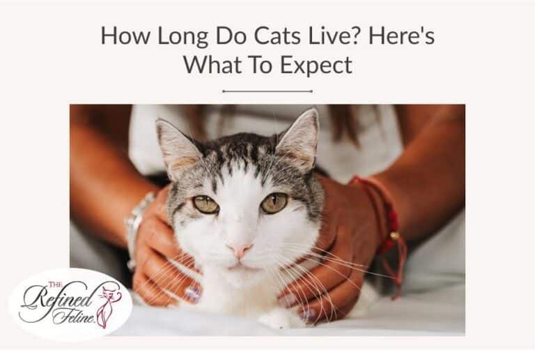 How Long Do Cats Live? Know What To Expect