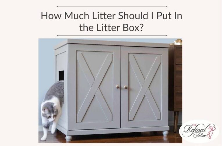 How Much Litter to Put in a Cat Litter Box