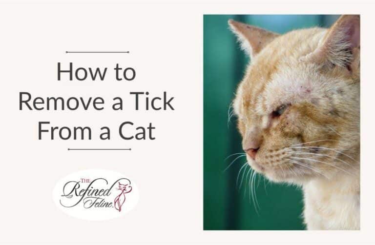 How to Safely Remove a Tick From a Cat: A Guide