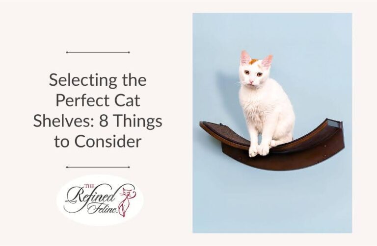 Best Cat Shelves: Smart Picks for Happy Indoor Cats