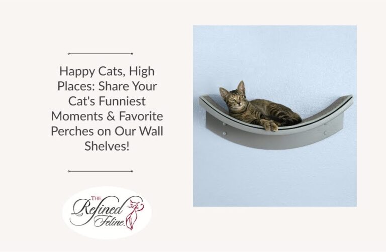 Cat Wall Shelves: Why Cats Love High Places & Funny Moments