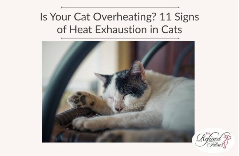 Cat Overheating Signs: 11 Symptoms & Emergency Care Tips