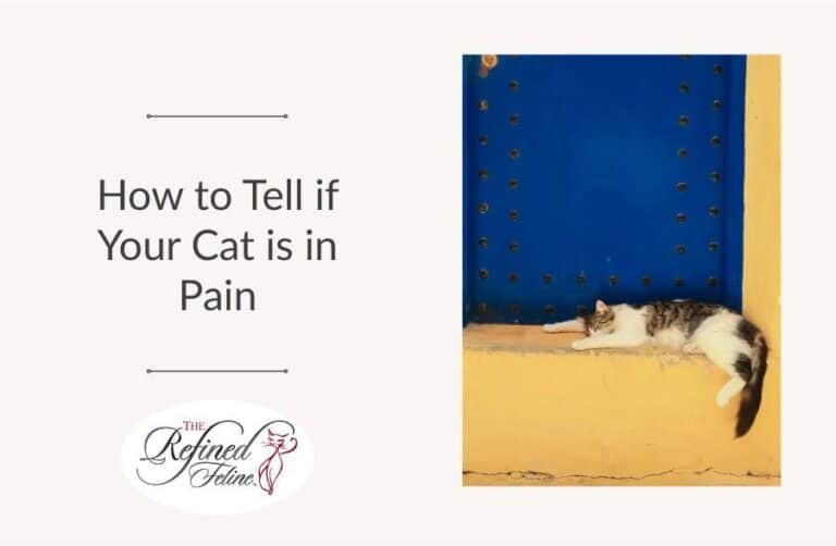 Signs Your Cat is in Pain: Complete Guide for Owners