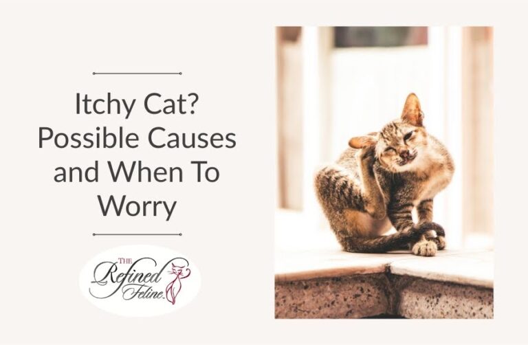 Cat Itchy Skin: Causes & How to Soothe Your Itchy Cat