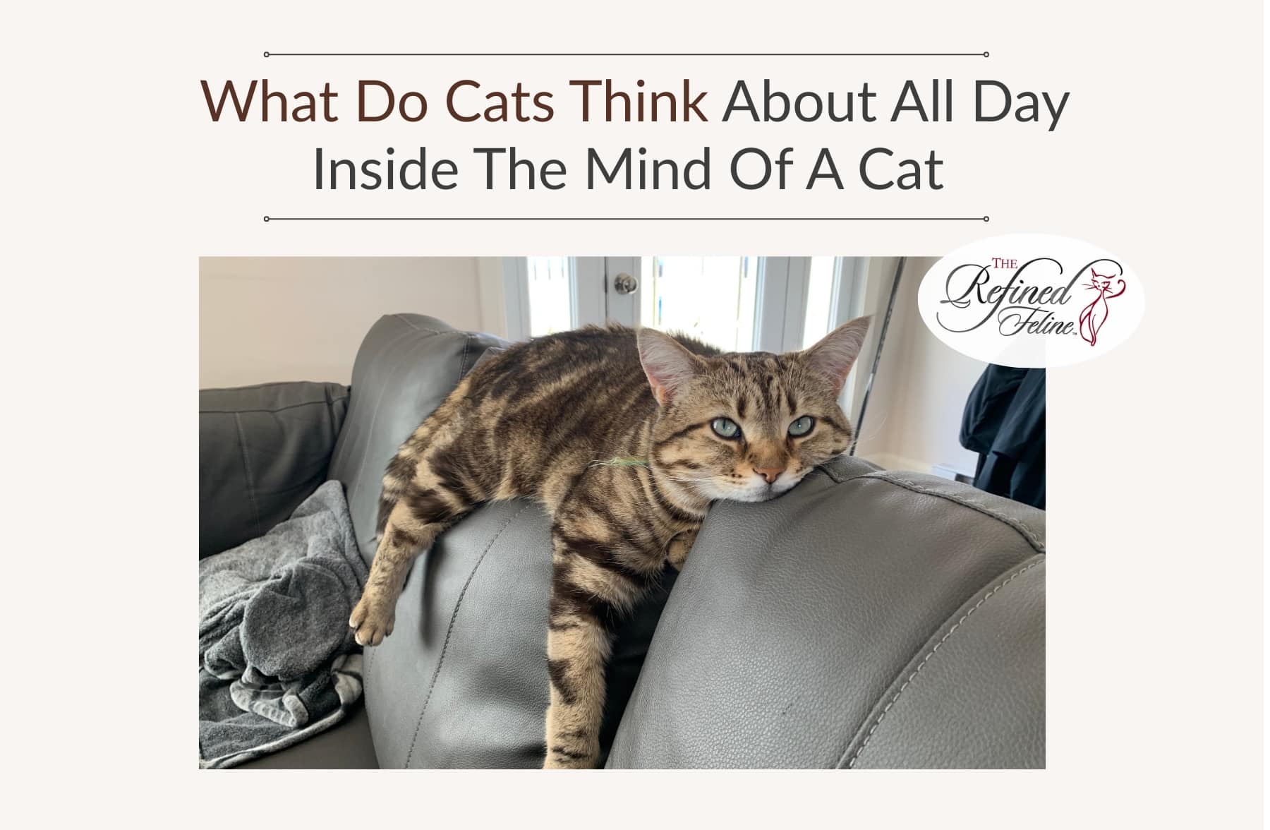 What Do Cats Think About All Day? | The Refined Feline