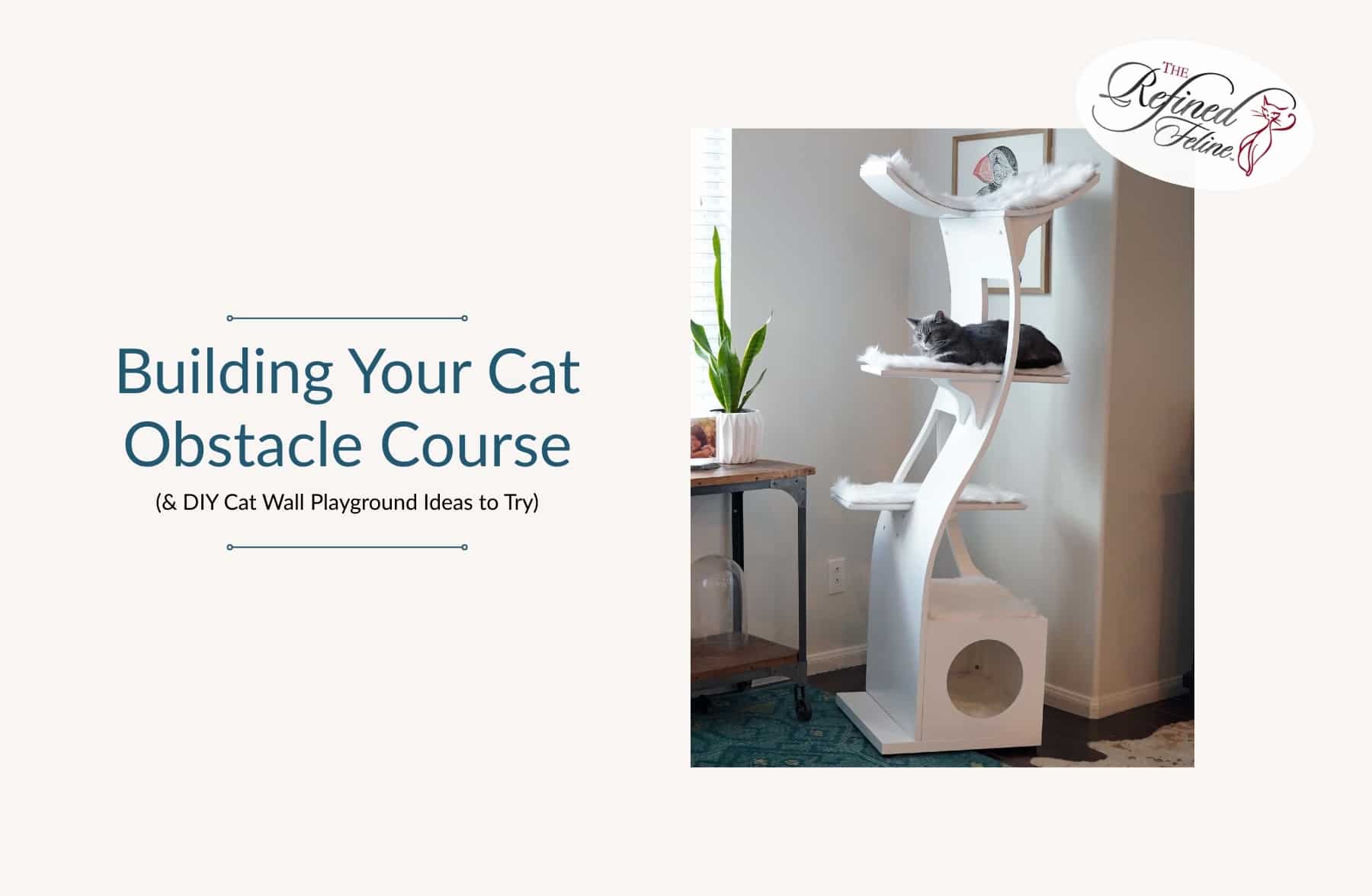 How to Build a Cat Obstacle Course: Simple Wall Guide